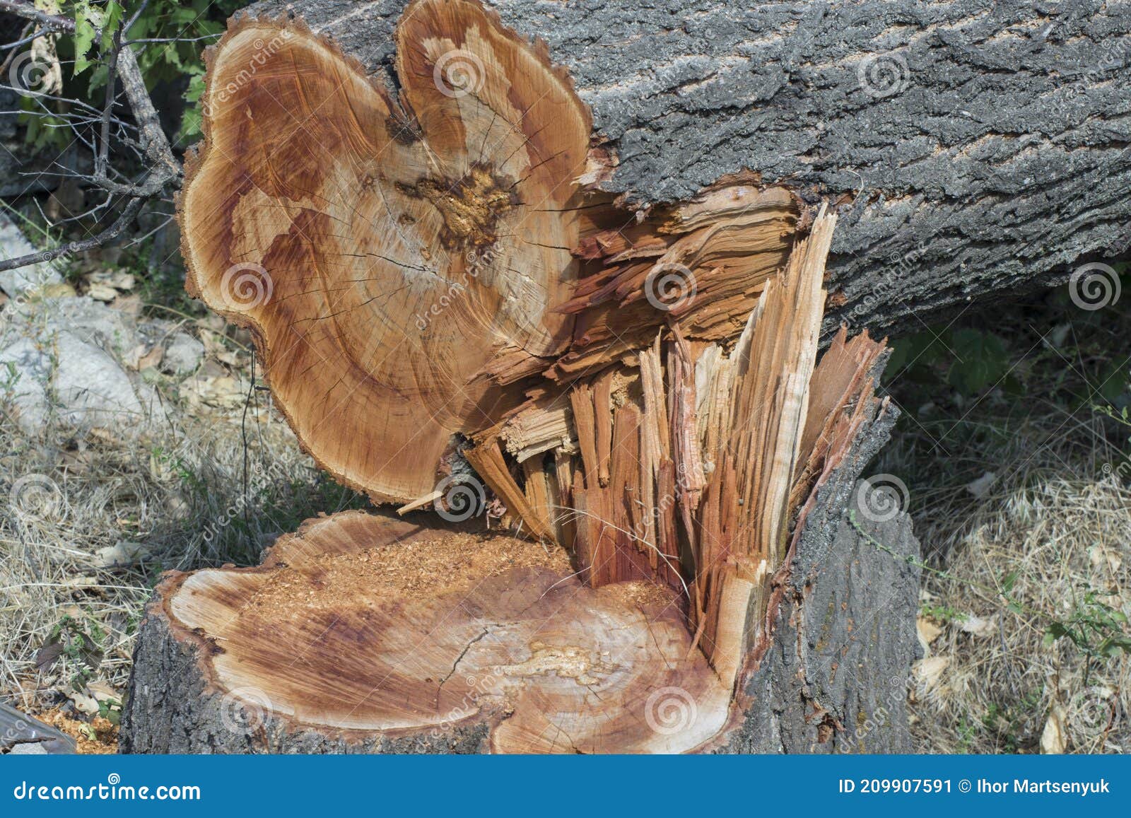 Trees And Cross Royalty-Free Stock Image | CartoonDealer.com #15182014