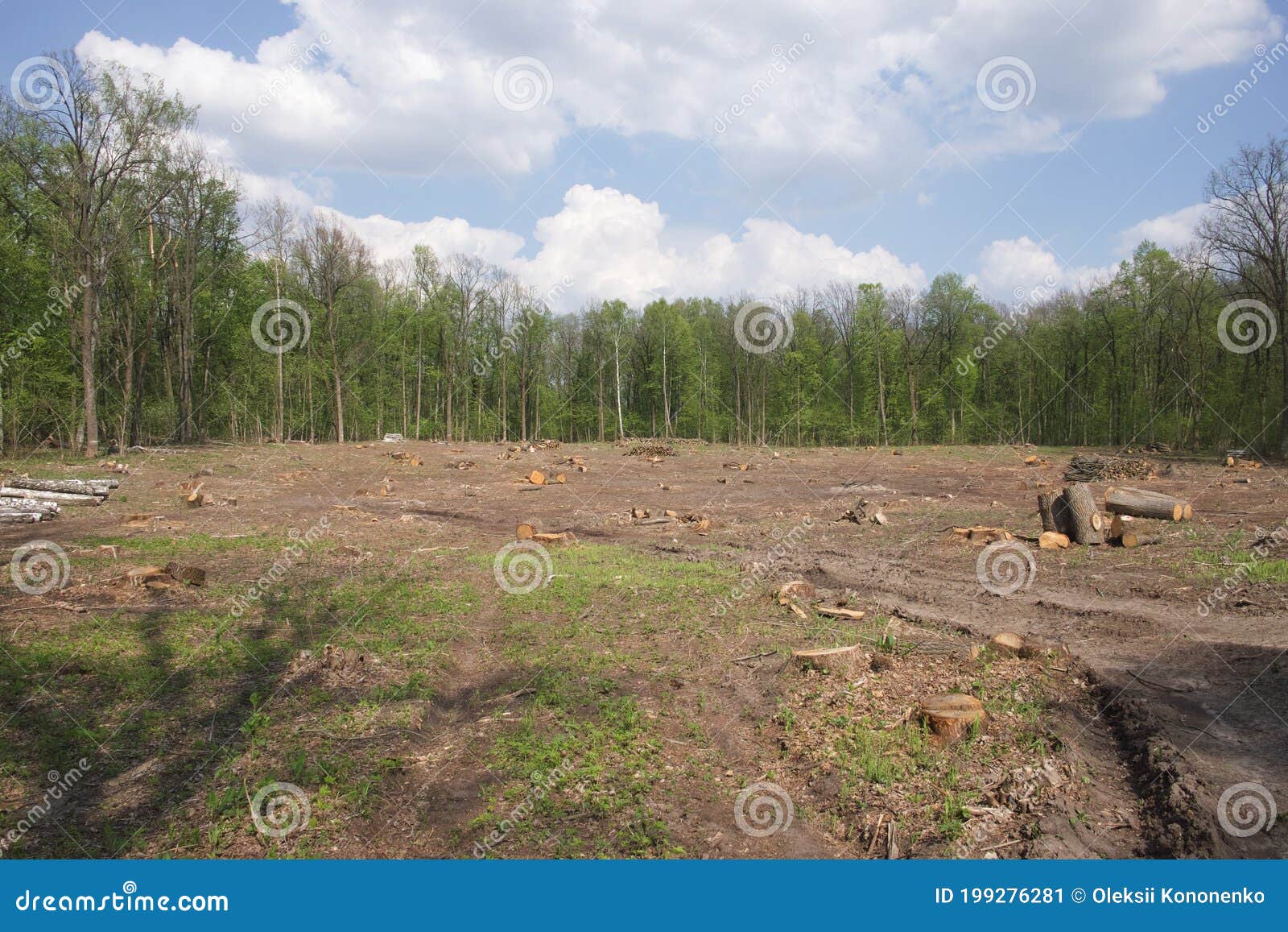 Felling Site in the Forest. Forest Clearing Stock Image - Image of ...