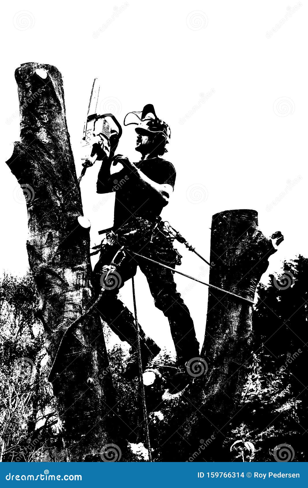 Felling a Tall Tree with a Chainsaw Stock Photo - Image of outdoors ...