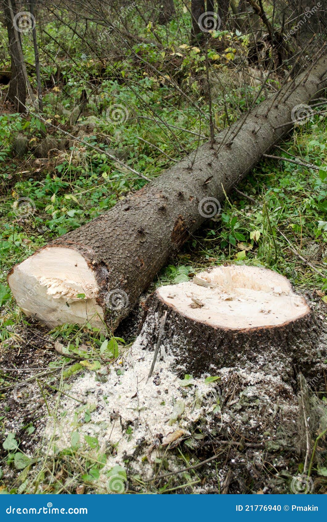 Felling tree stock photo. Image of grass, felling, brown - 21776940