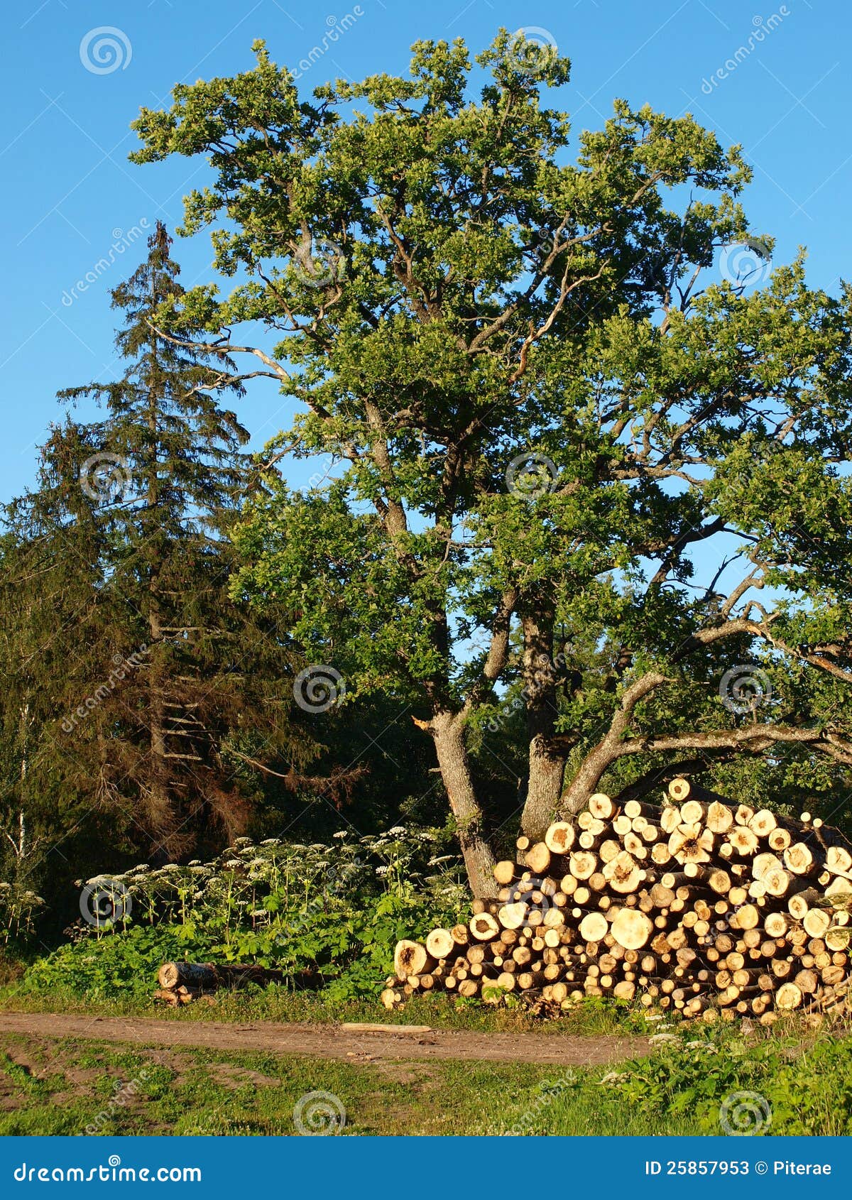 FELLING a TREE in the FOREST Stock Image - Image of fall, green: 25857953