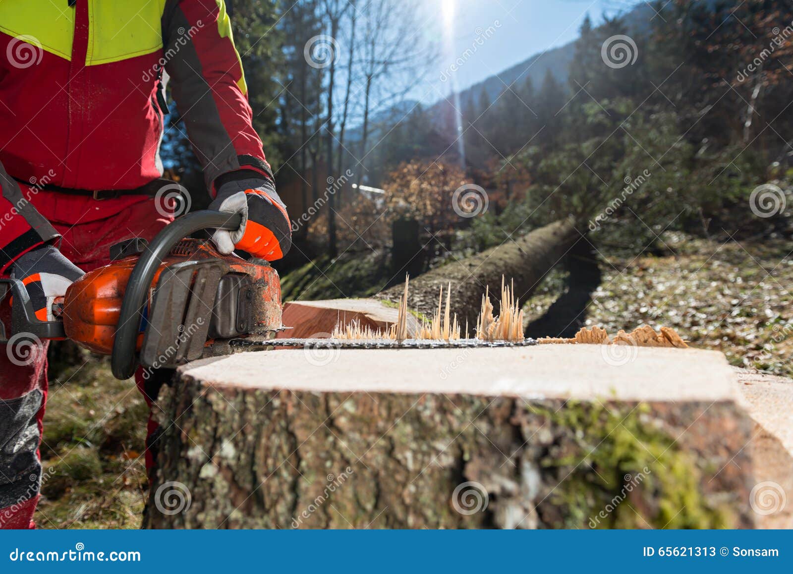 Felling the tree stock image. Image of machine, males - 65621313