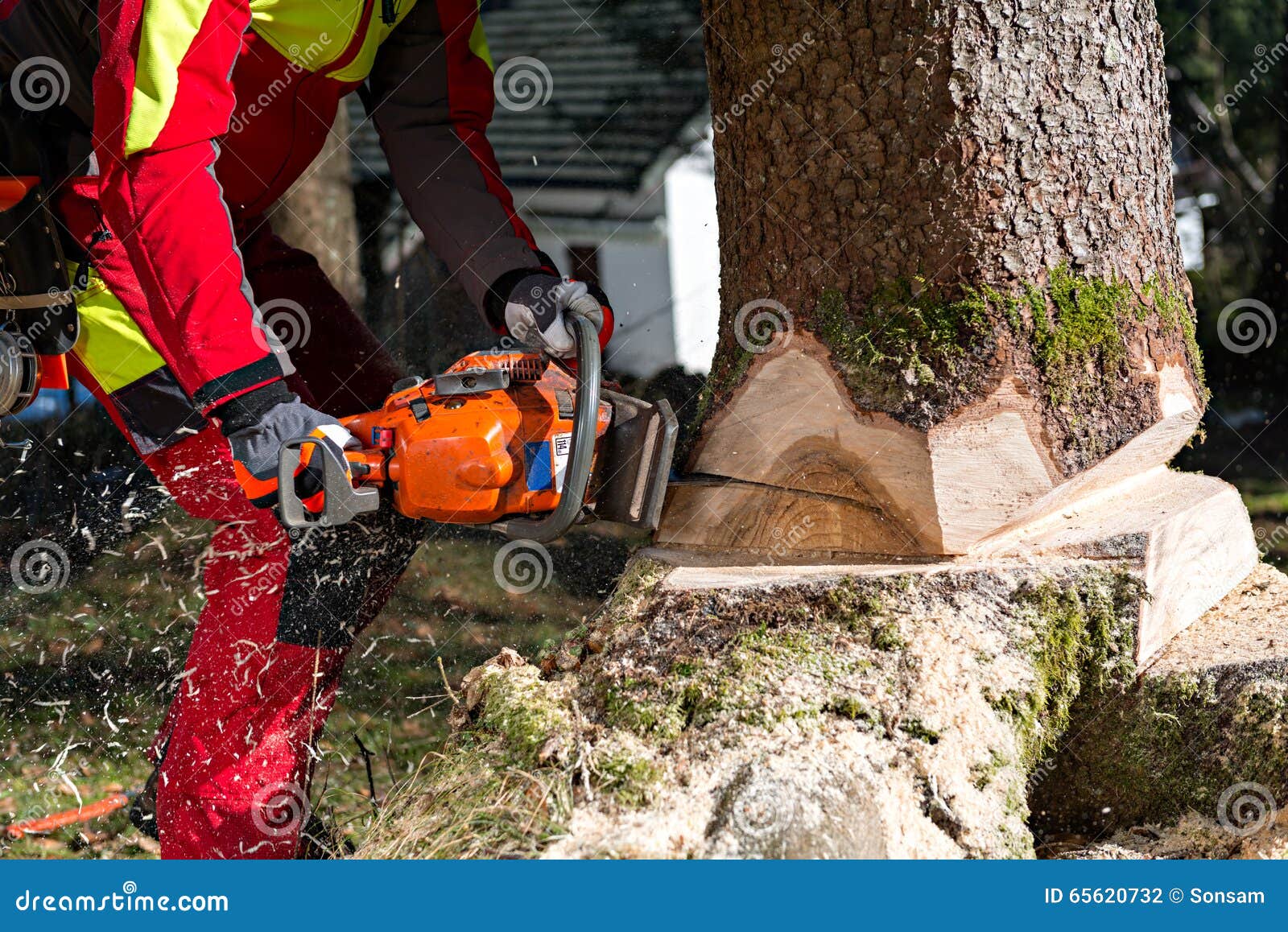 Felling the tree stock photo. Image of green, lumberjack - 65620732