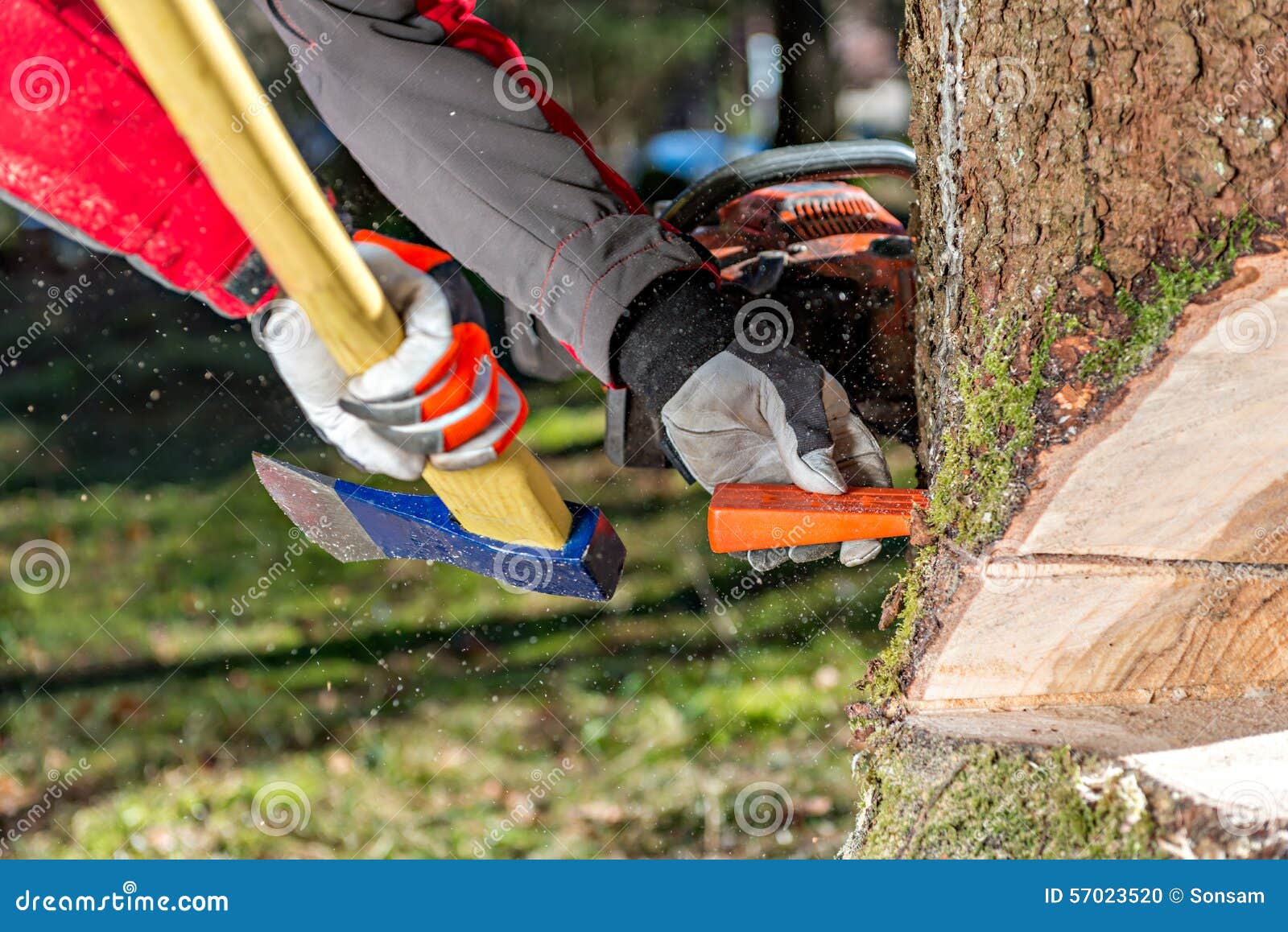 Felling the tree stock photo. Image of material, chain - 57023520