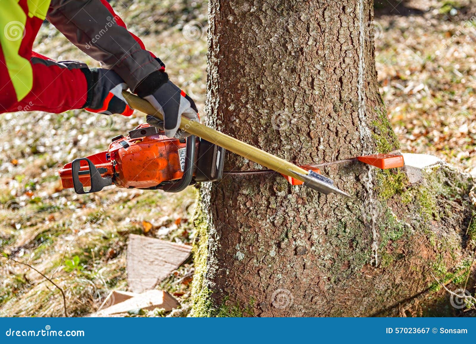 Felling the tree stock image. Image of firewood, hand - 57023667
