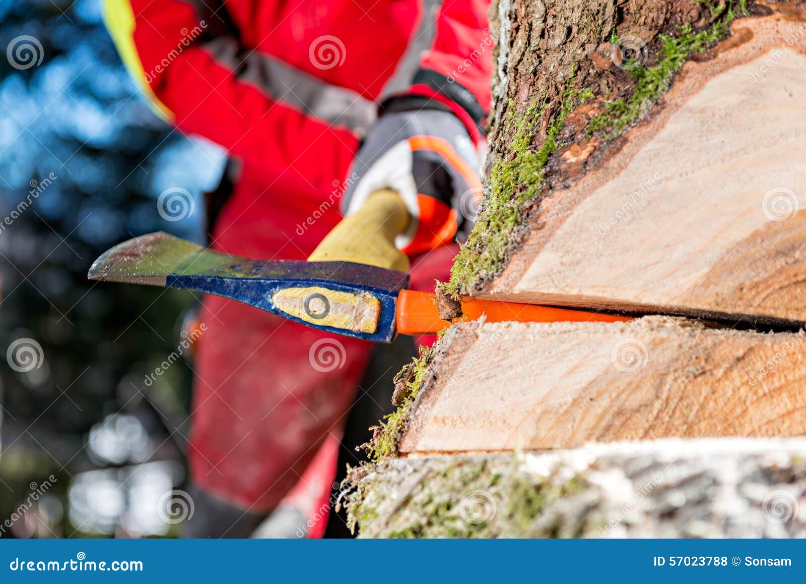 Felling the tree stock photo. Image of effort, chain - 57023788