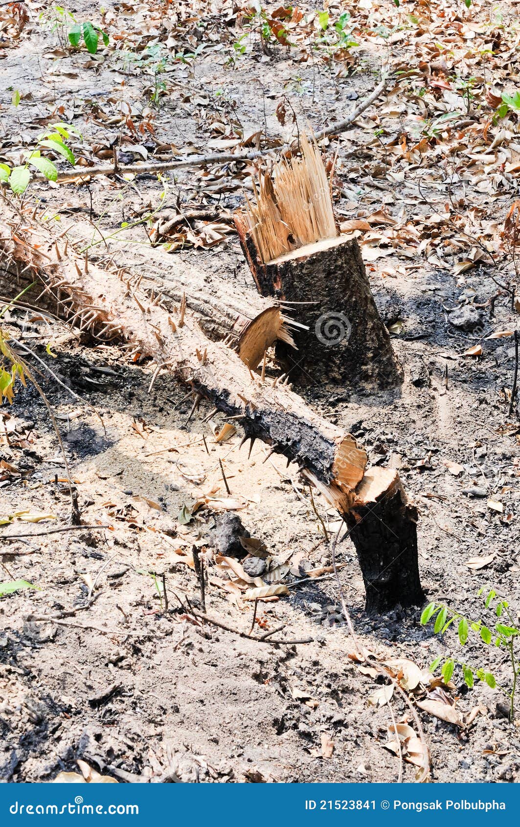 The felling of trees stock image. Image of branches, pattern - 21523841