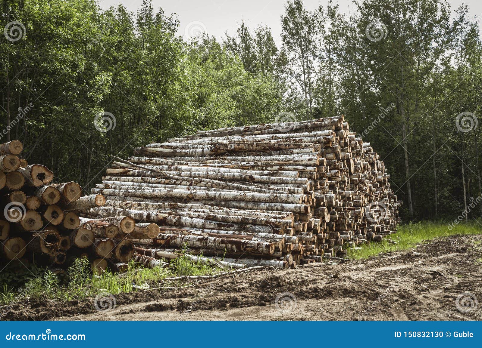 Felling of Trees. Destruction of Forests Stock Photo - Image of crust ...