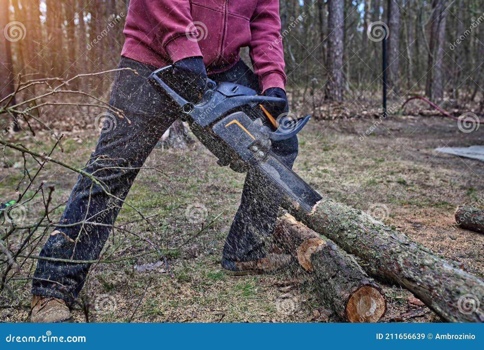 Felling Trees in the Forest with a Chainsaw Stock Image - Image of ...