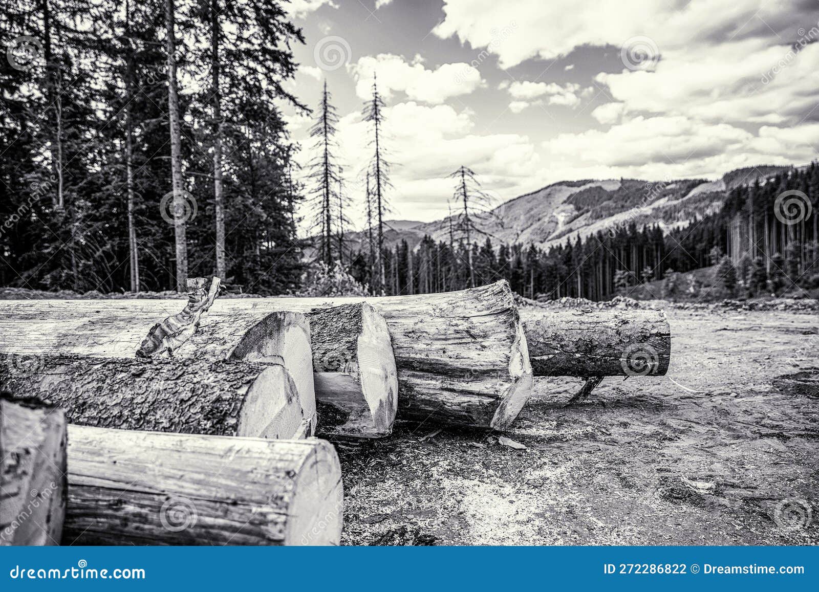 Felling Trees in Forest. Sawed Trees in Coniferous Forests ...