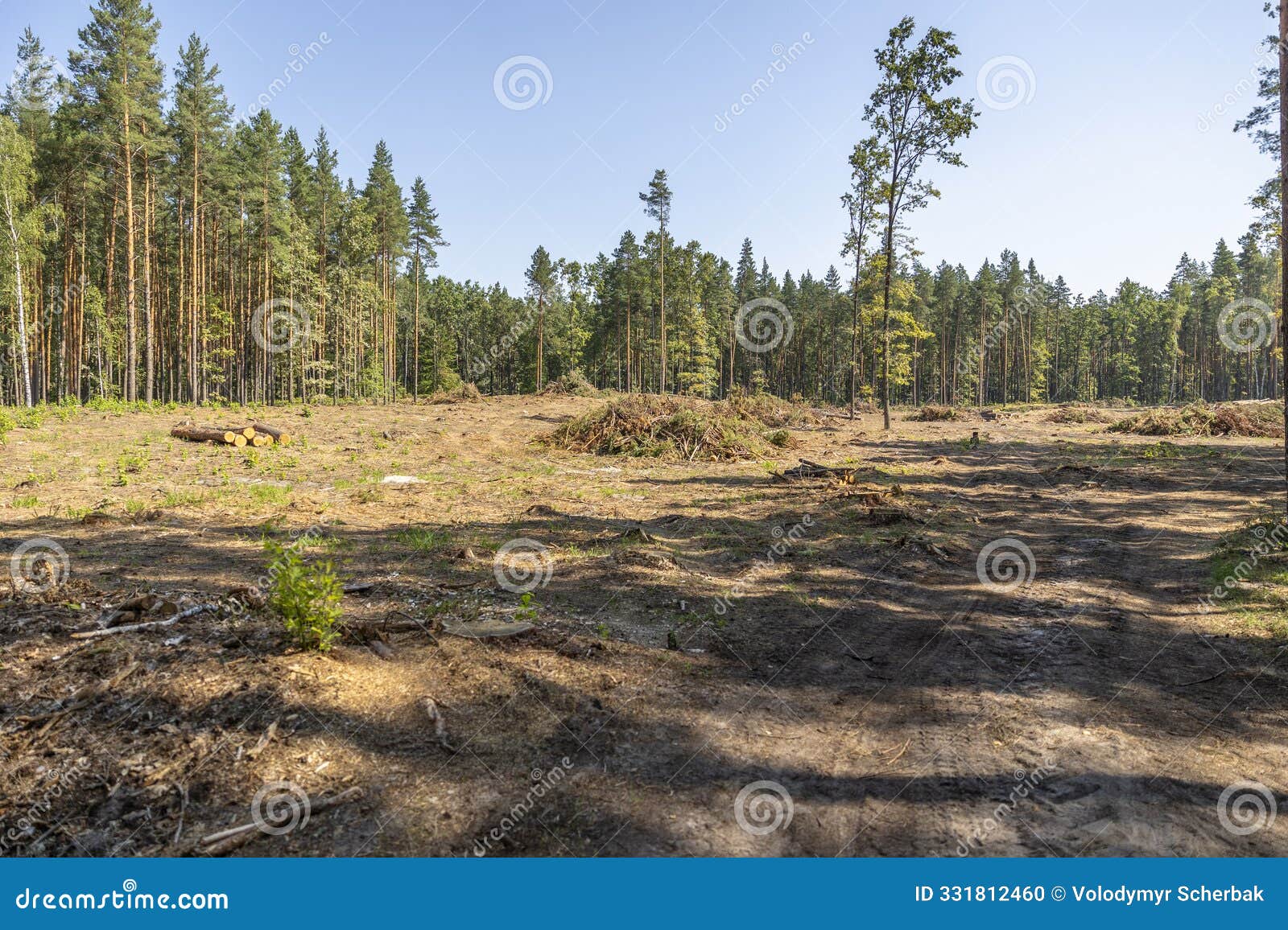 Felling Trees in a Forest Under a Sky. a Vast Clearing Was Created in a ...
