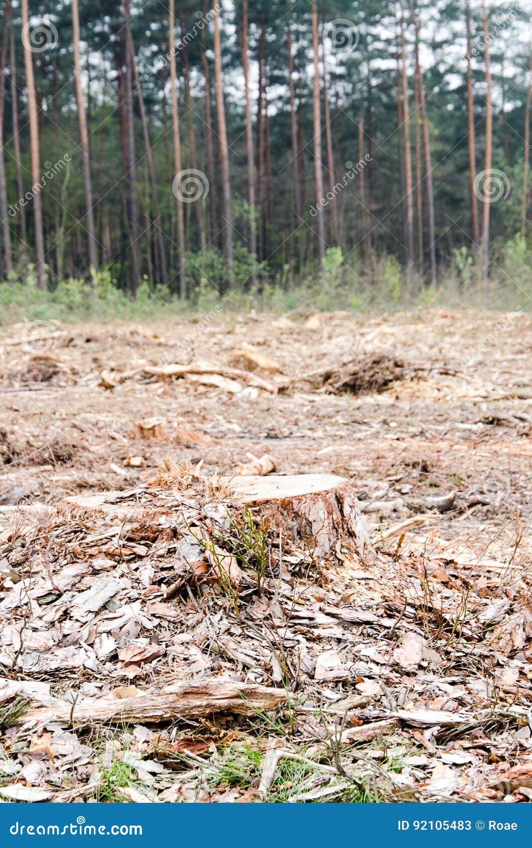 A Felling of Trees in a Pine Forest Stock Image - Image of ...