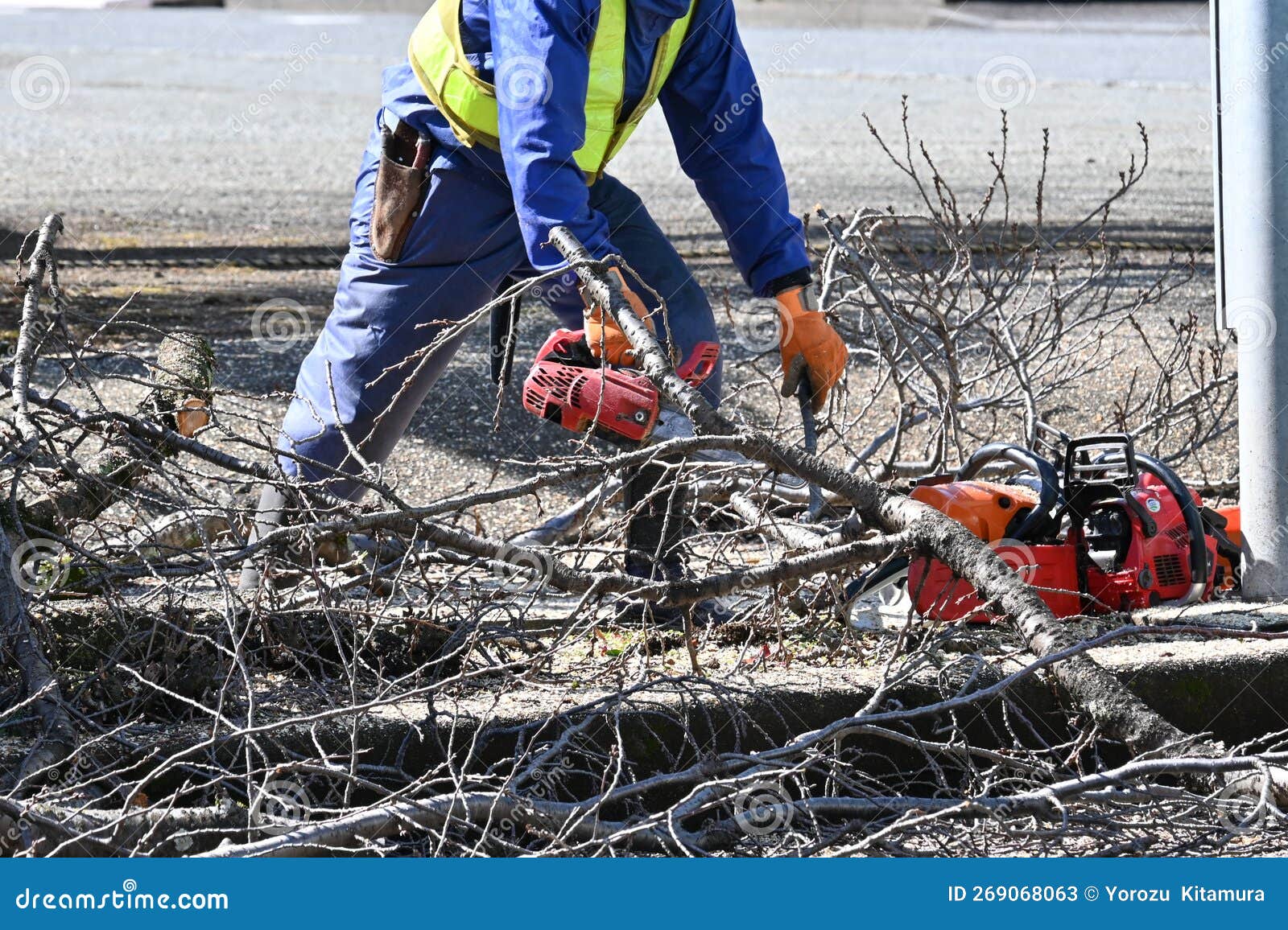 Felling Work of Roadside Trees with Aerial Work Vehicle. Stock Image ...