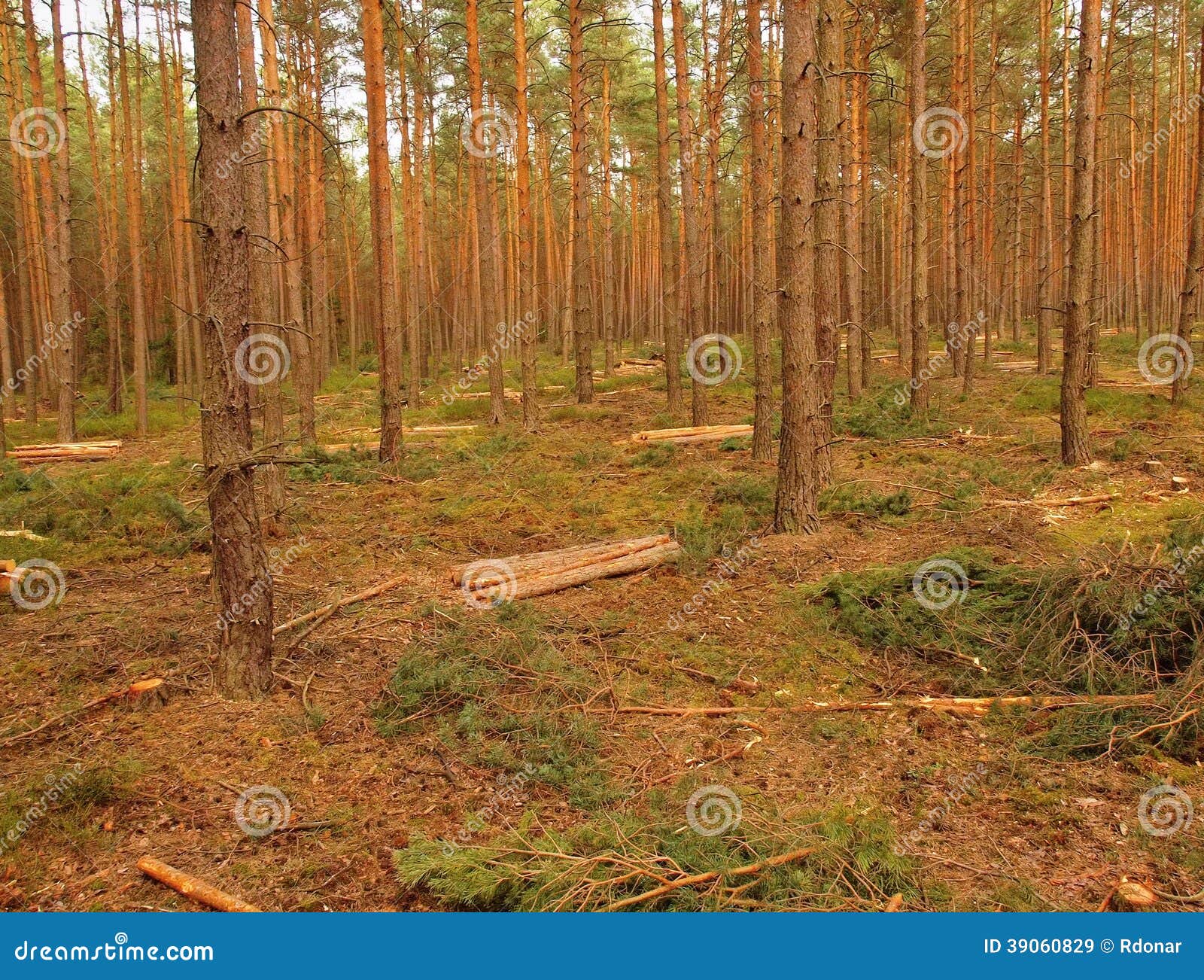 Felling of Young Trees in Pine Forest. Stock Image - Image of bark ...