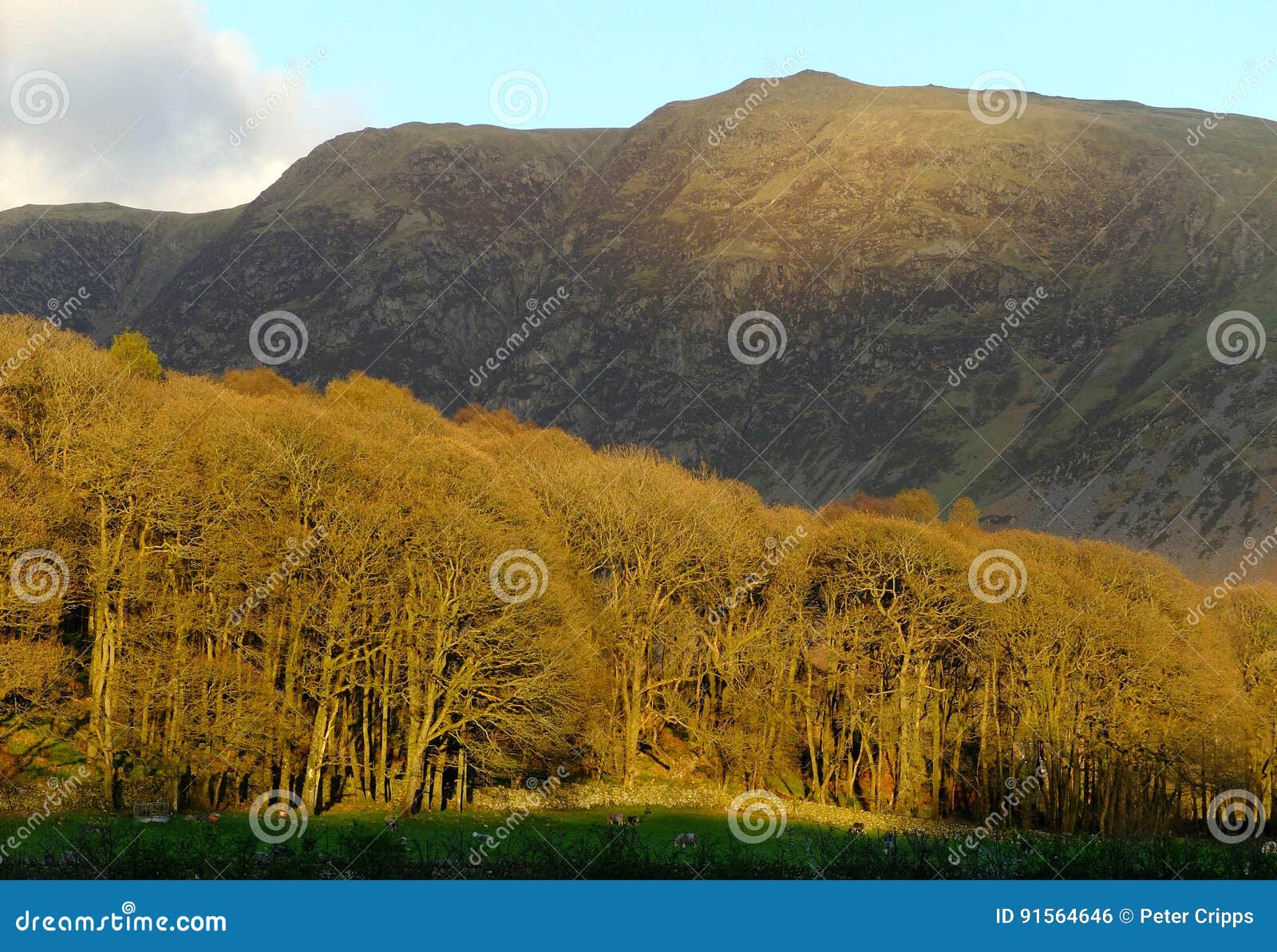 Fells stock photo. Image of tundra, forest, landscape - 91564646