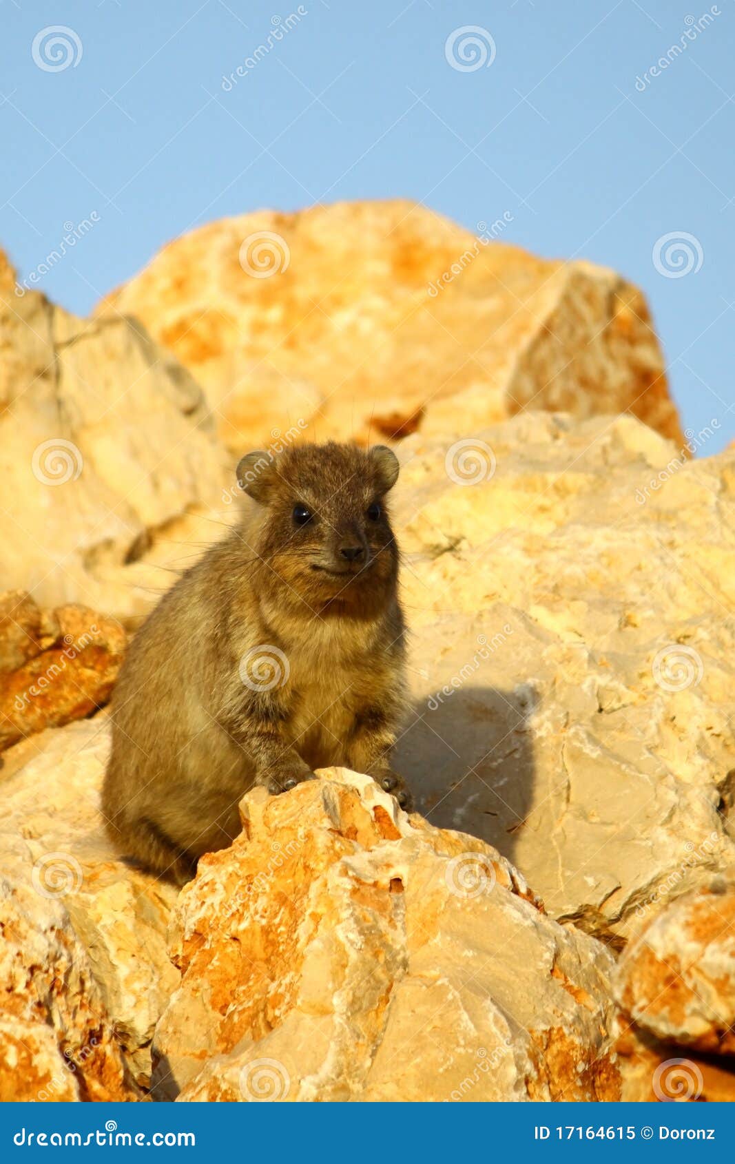FelsenHyrax 2 (Procaviacapensis) Stockbild - Bild von stein, nave: 17164615