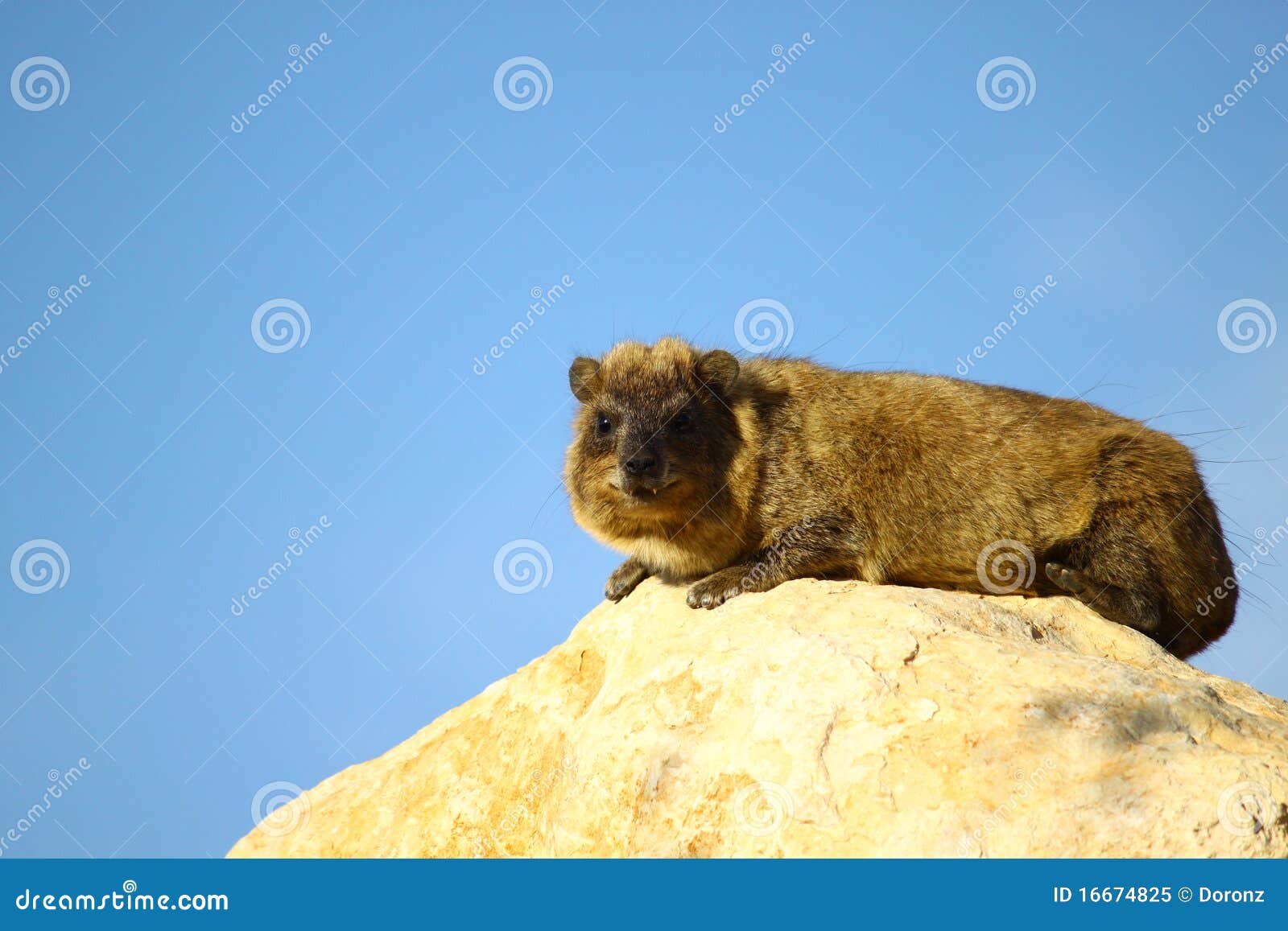 FelsenHyrax (Procaviacapensis) Stockbild - Bild von wildnis, pelz: 16674825