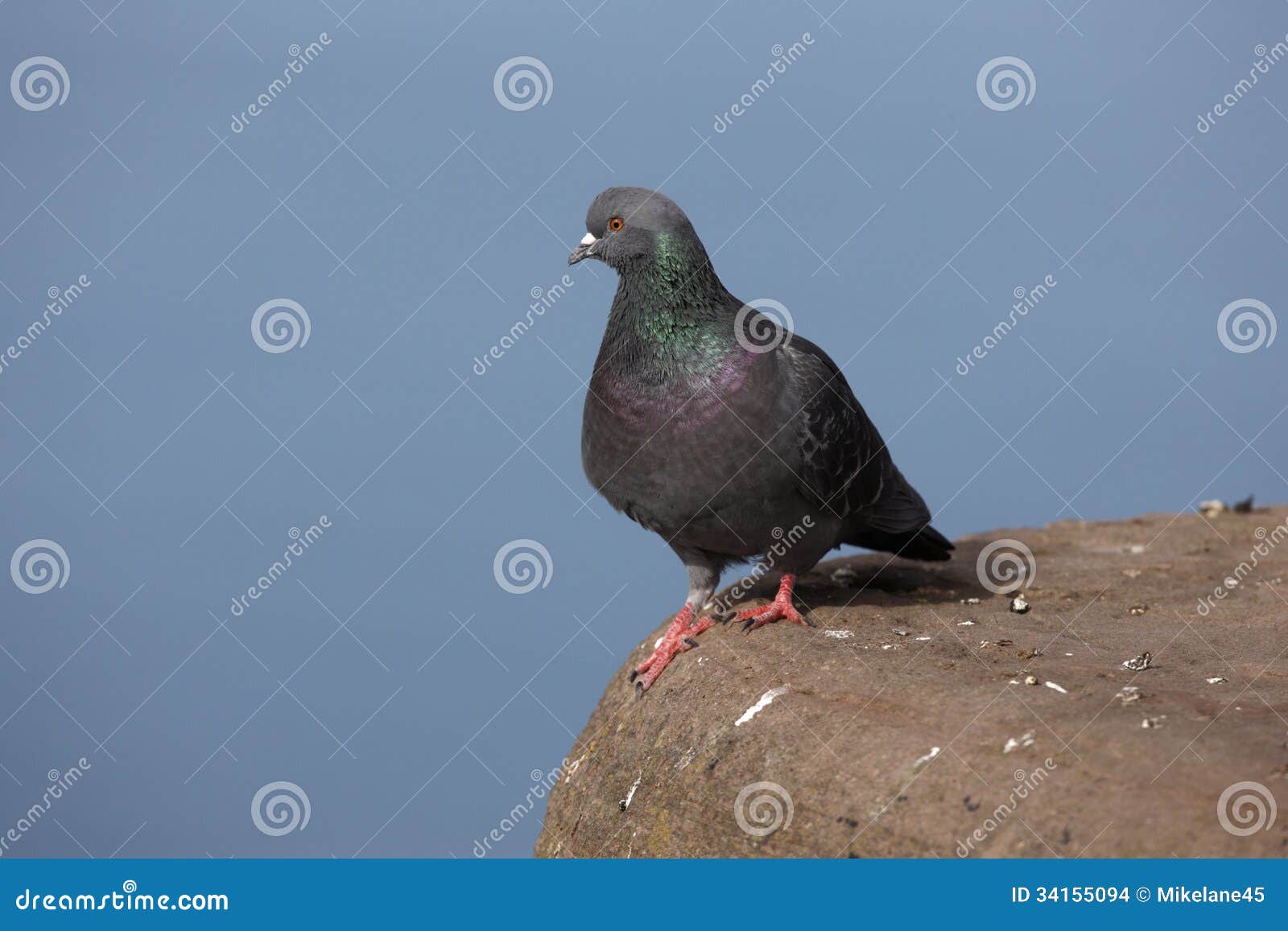 Felsentaube, Columba Livia, Stockfoto - Bild von wildnis, taube: 34155094