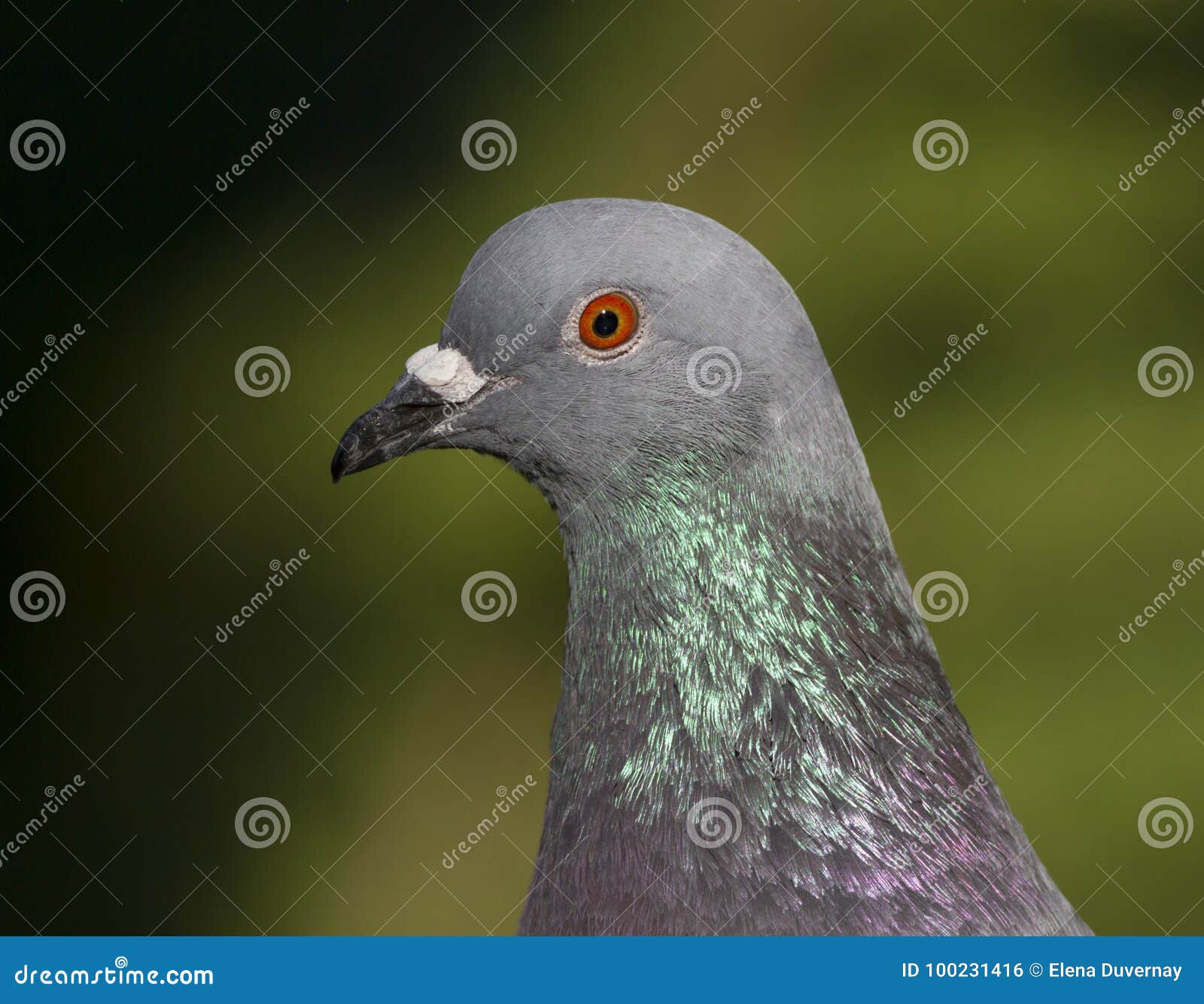 Felsentaube Oder Taube, Columba Livia Stockfoto - Bild von feder, nave ...
