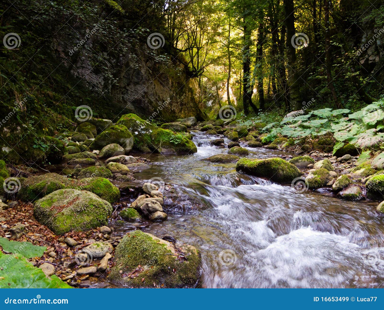 Felsiger Fluss im Wald stockbild. Bild von malerisch - 16653499