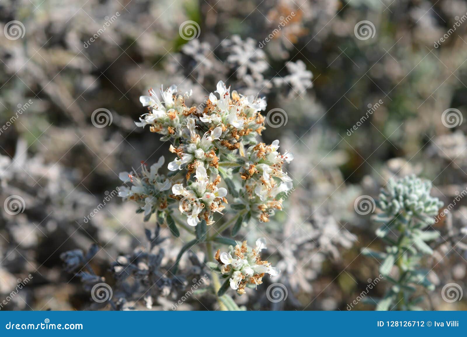 Felty germander stock photo. Image of green, nature - 128126712