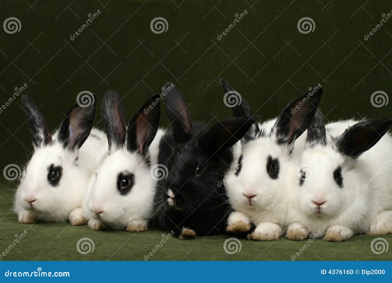 Fem kaniner arkivfoto. Bild av barn, stirra, hemhjälp - 4376160