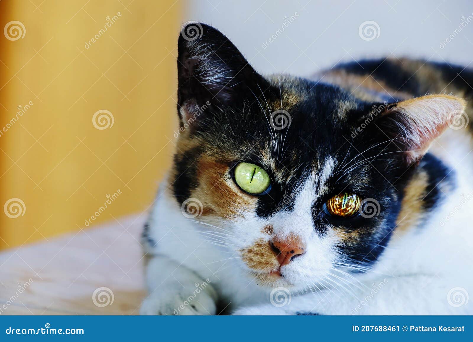 Femail Calico Cat is Sitting on the Floor Stock Image - Image of ...
