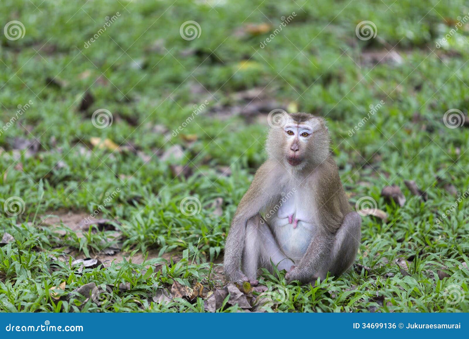 Femail monkey stock photo. Image of cute, forest, clean - 34699136