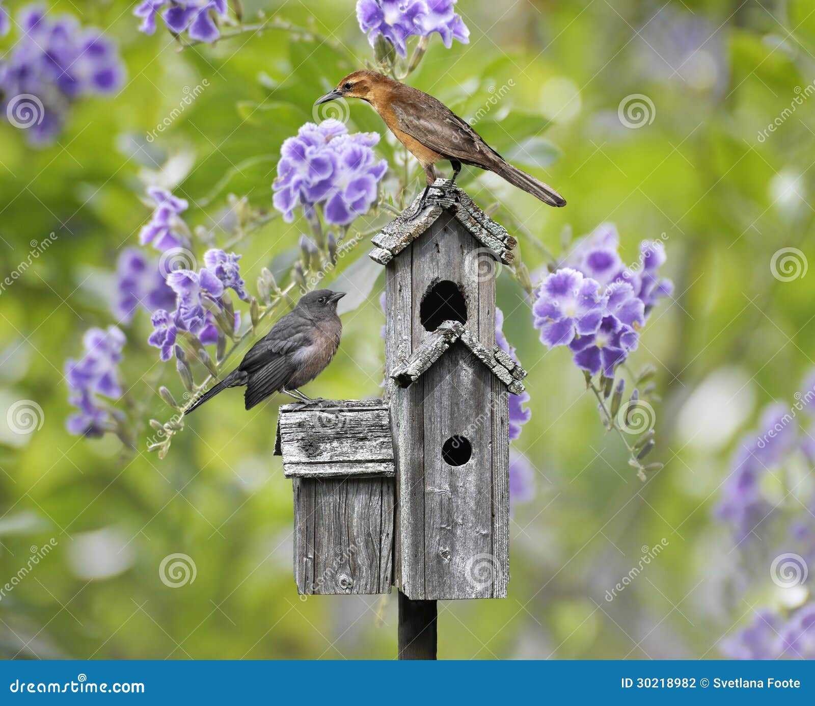 Birds on a Bird House stock photo. Image of house, female - 30218982