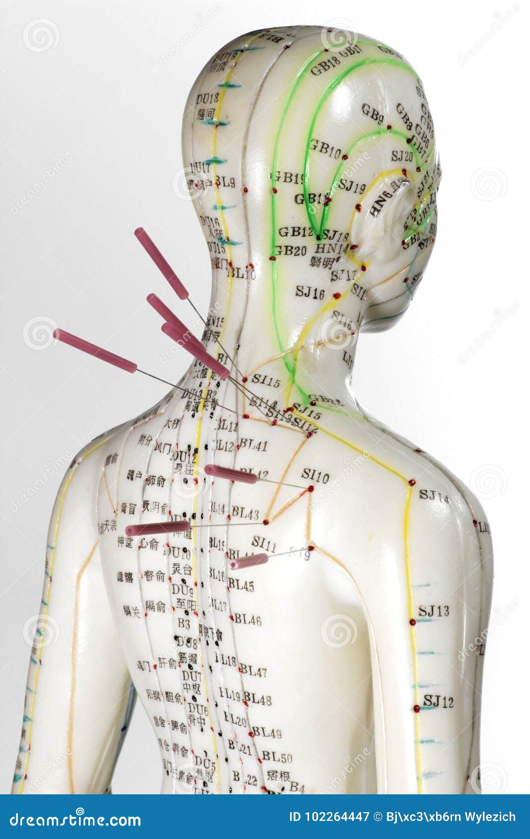 Acupuncture model stock image. Image of back, pain, physician - 102264447