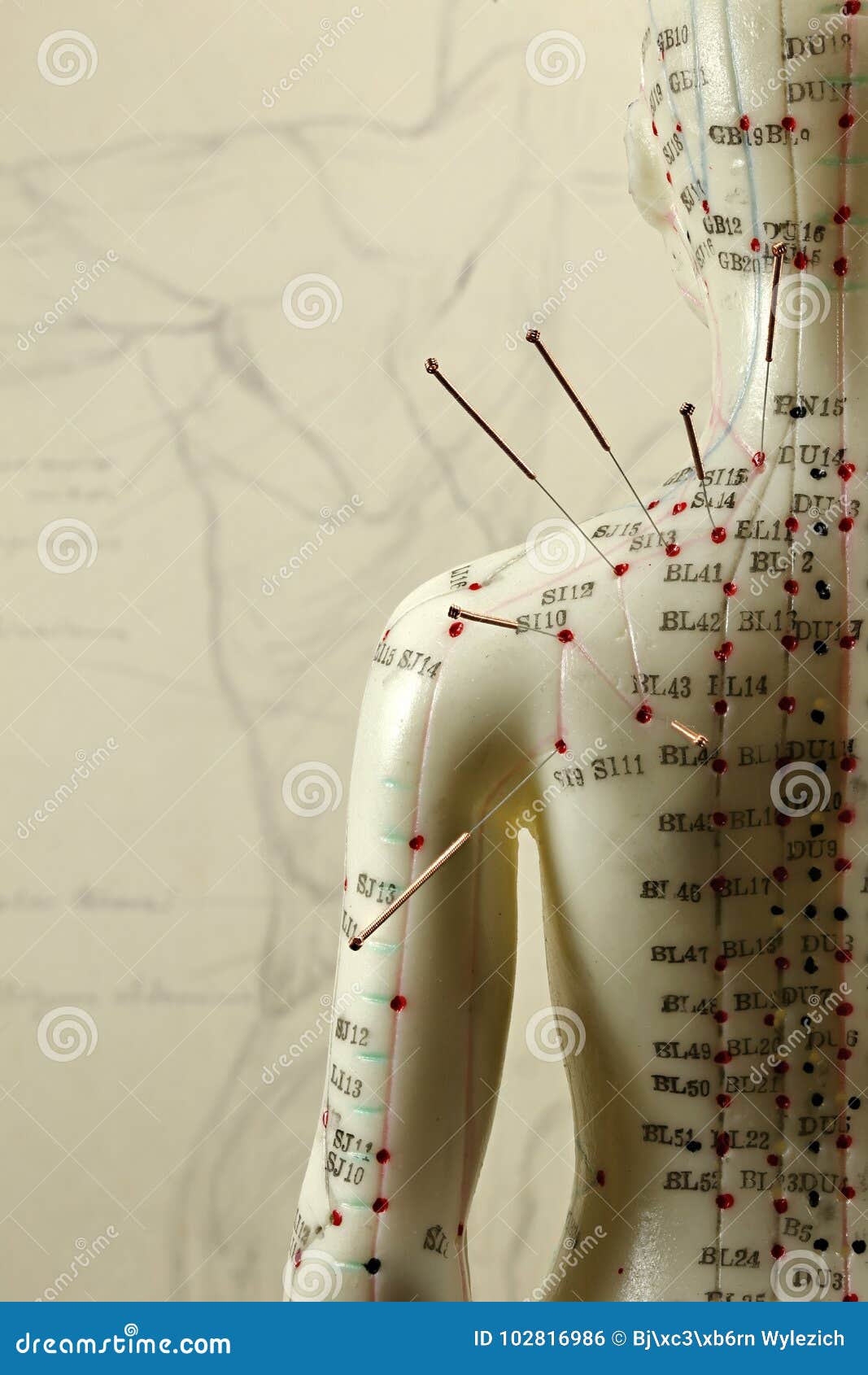 Acupuncture model stock photo. Image of healthcare, energy - 102816986