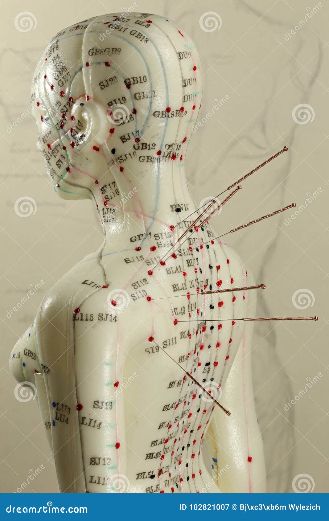 Acupuncture model stock image. Image of medicine, hurt - 102821007