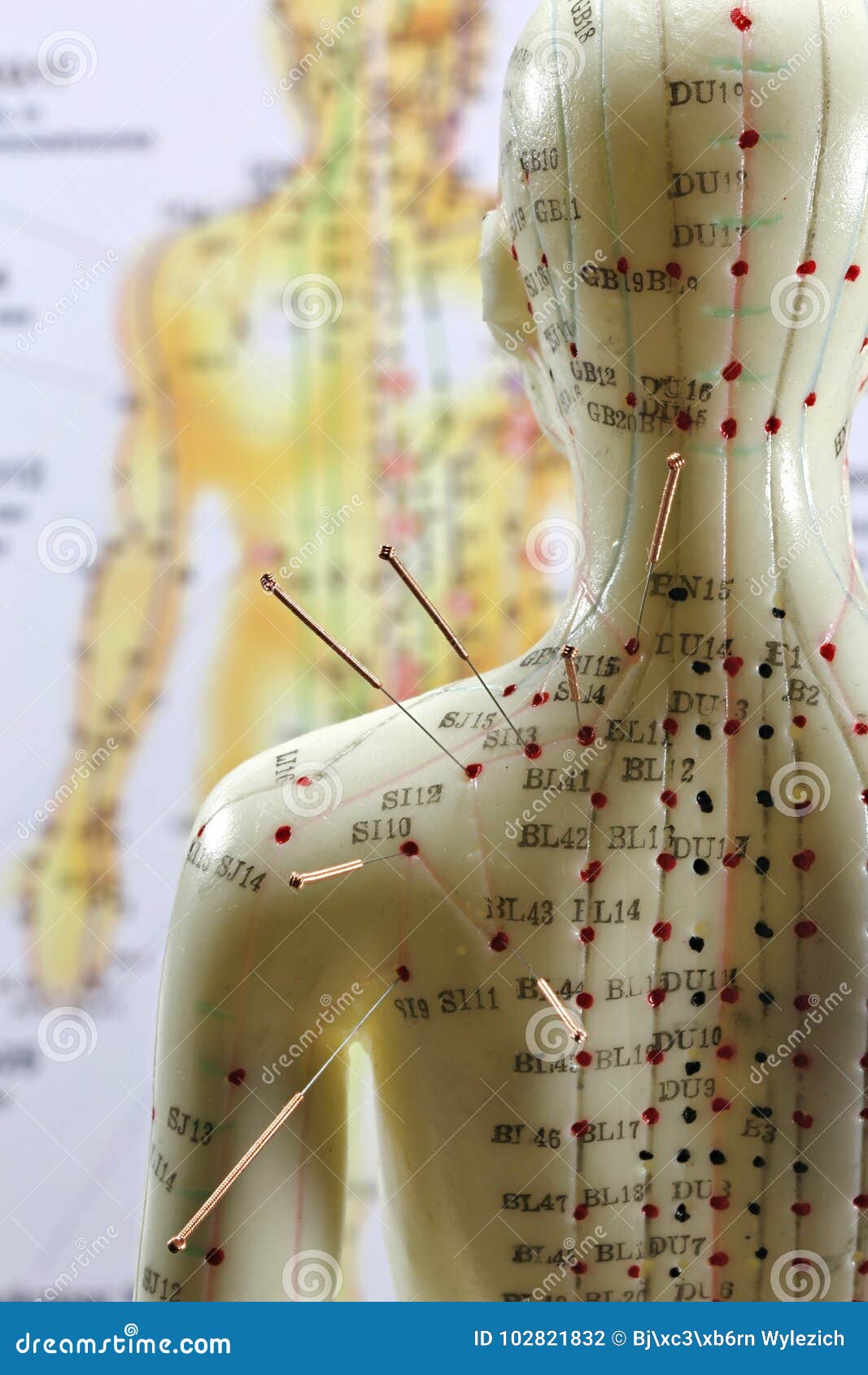 Acupuncture model stock photo. Image of medical, naturopathy - 102821832
