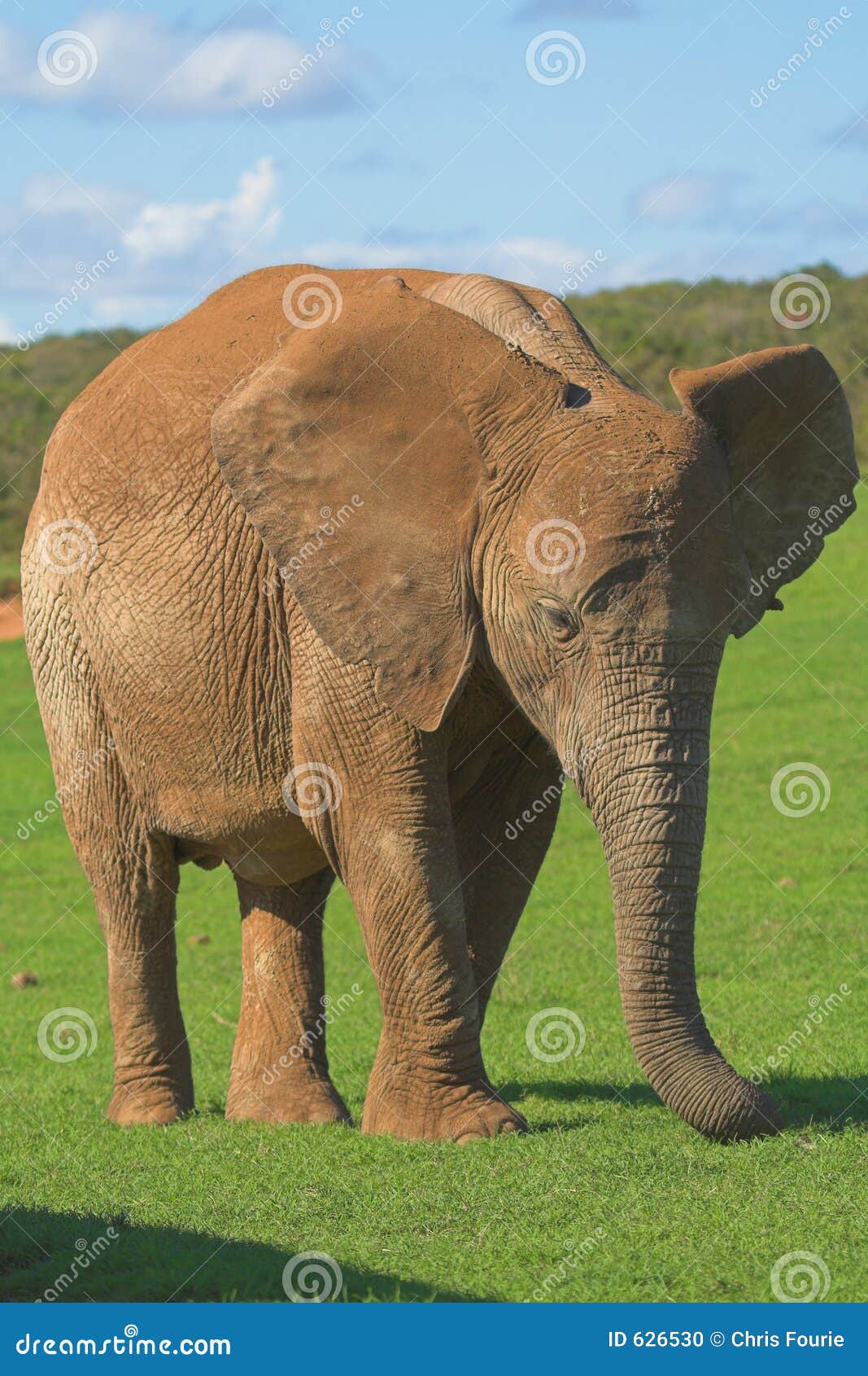 Female African Elephant stock photo. Image of mammal, female - 626530