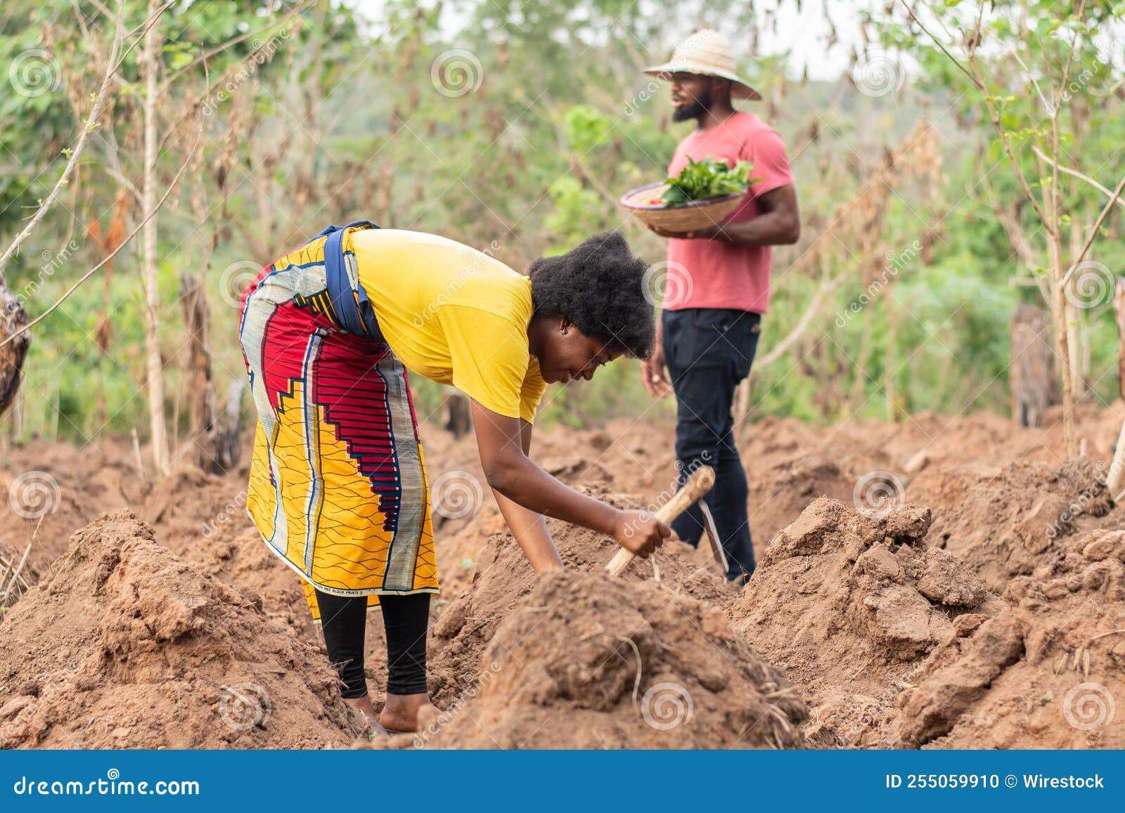 African Farmer Working on a Farm Stock Photo - Image of farm, farming ...