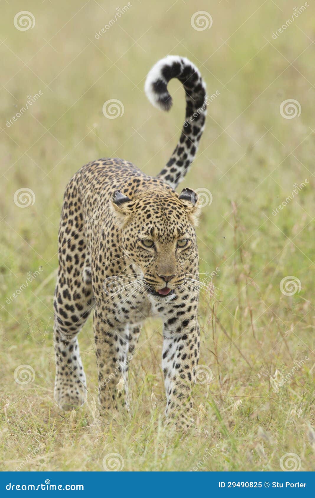 Female African Leopard Walking, Tanzania Stock Image - Image of tail ...