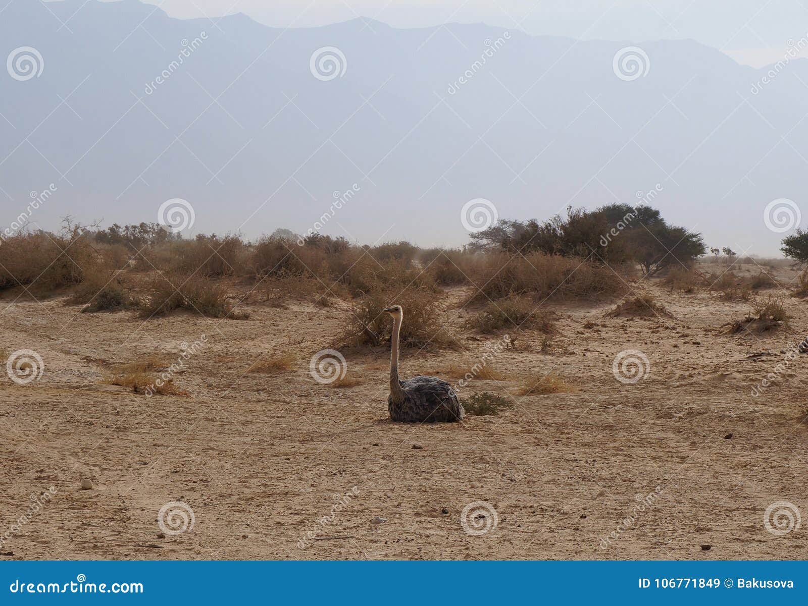 Female African Ostrich Sitting Stock Image - Image of giant, fauna ...