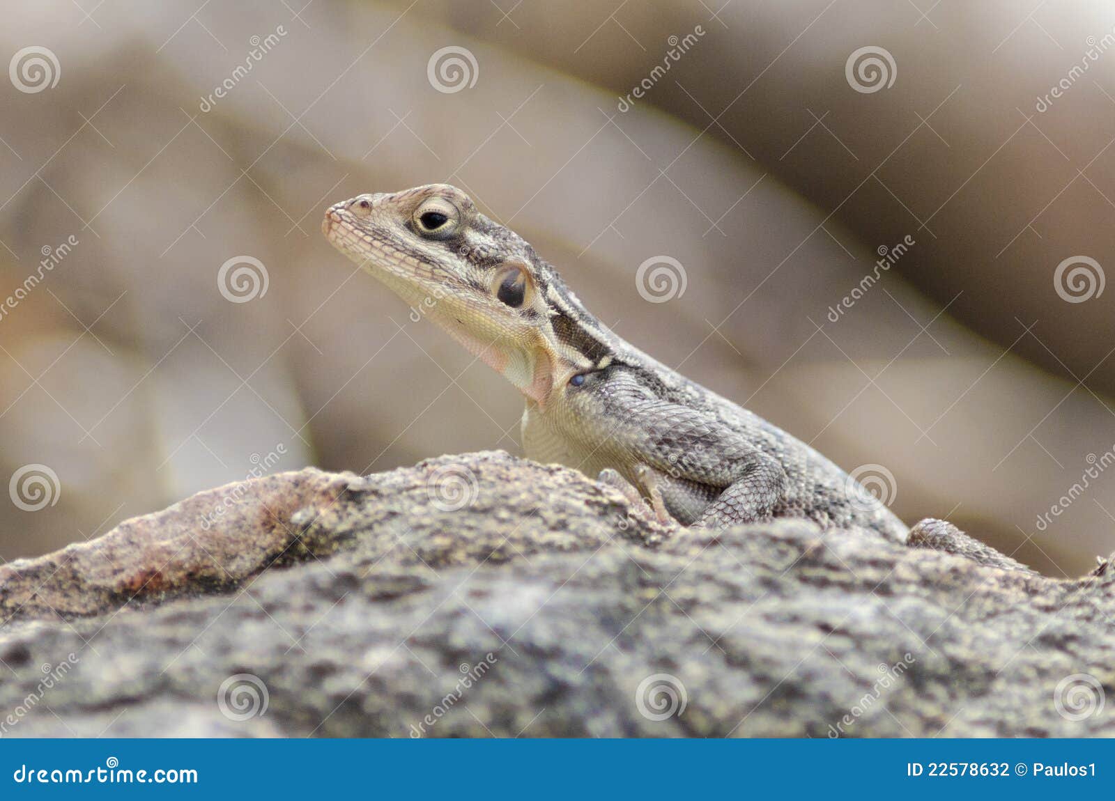Female Agama lizard stock photo. Image of wildlife, safari - 22578632