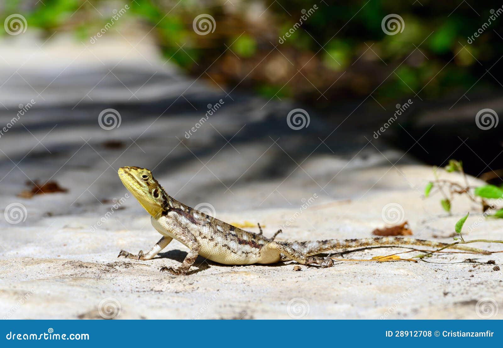 Female Agama Lizard stock photo. Image of northern, black - 28912708