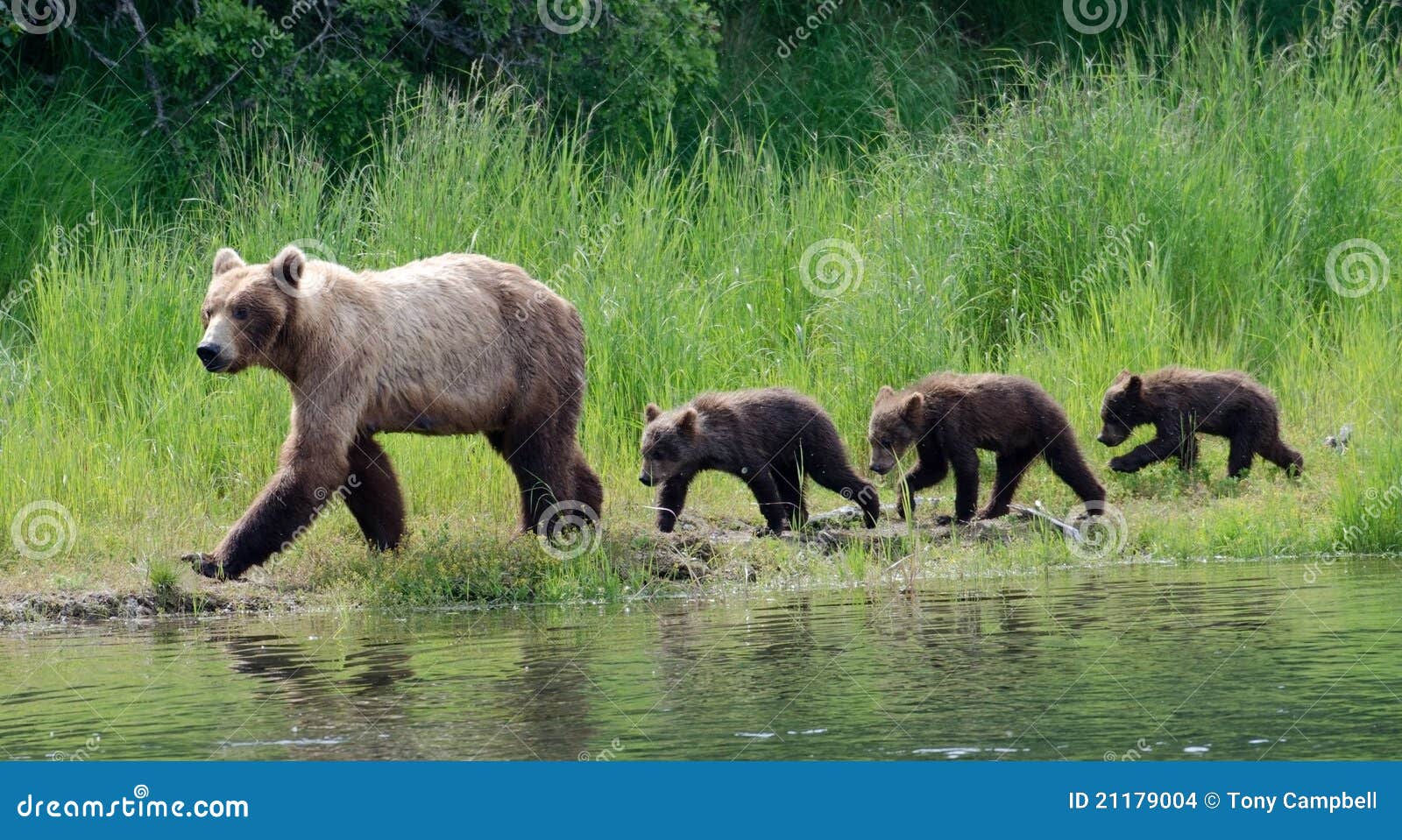 Female Alaskan Brown Bear with Cubs Stock Photo - Image of arctos ...