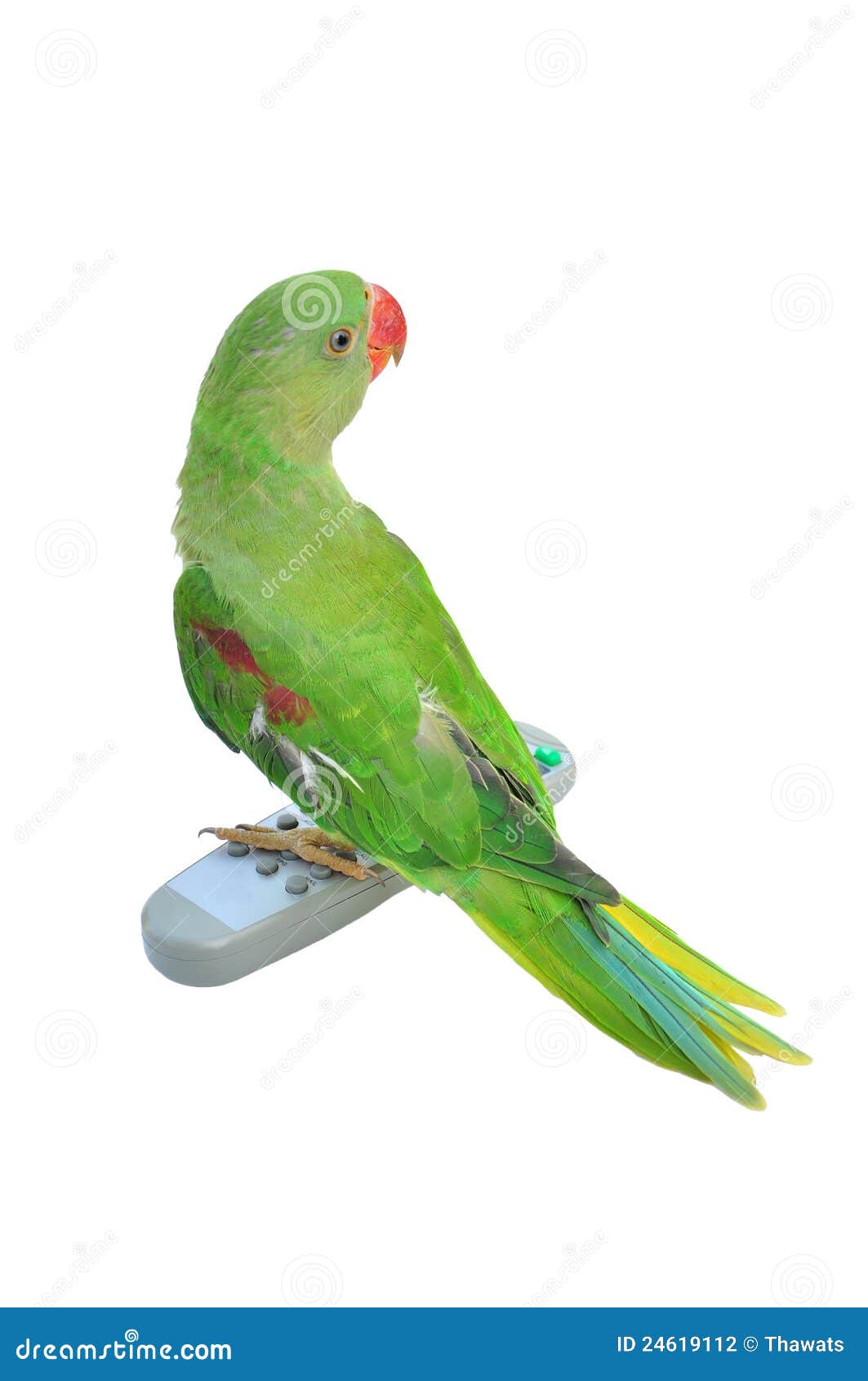 Female Alexandrine Parakeet Stock Photo - Image of animal, bird: 24619112