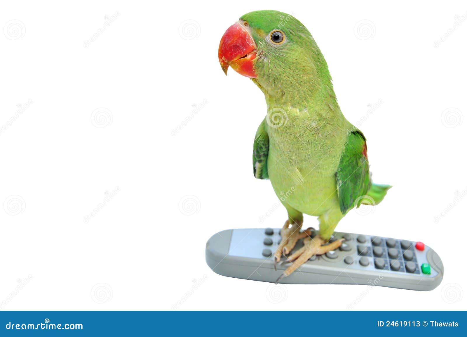 Female Alexandrine Parakeet Stock Photography | CartoonDealer.com #32632388