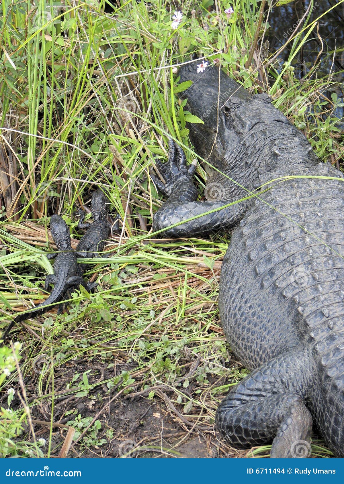 Female Alligator with Babies Stock Photo - Image of gator, eyes: 6711494