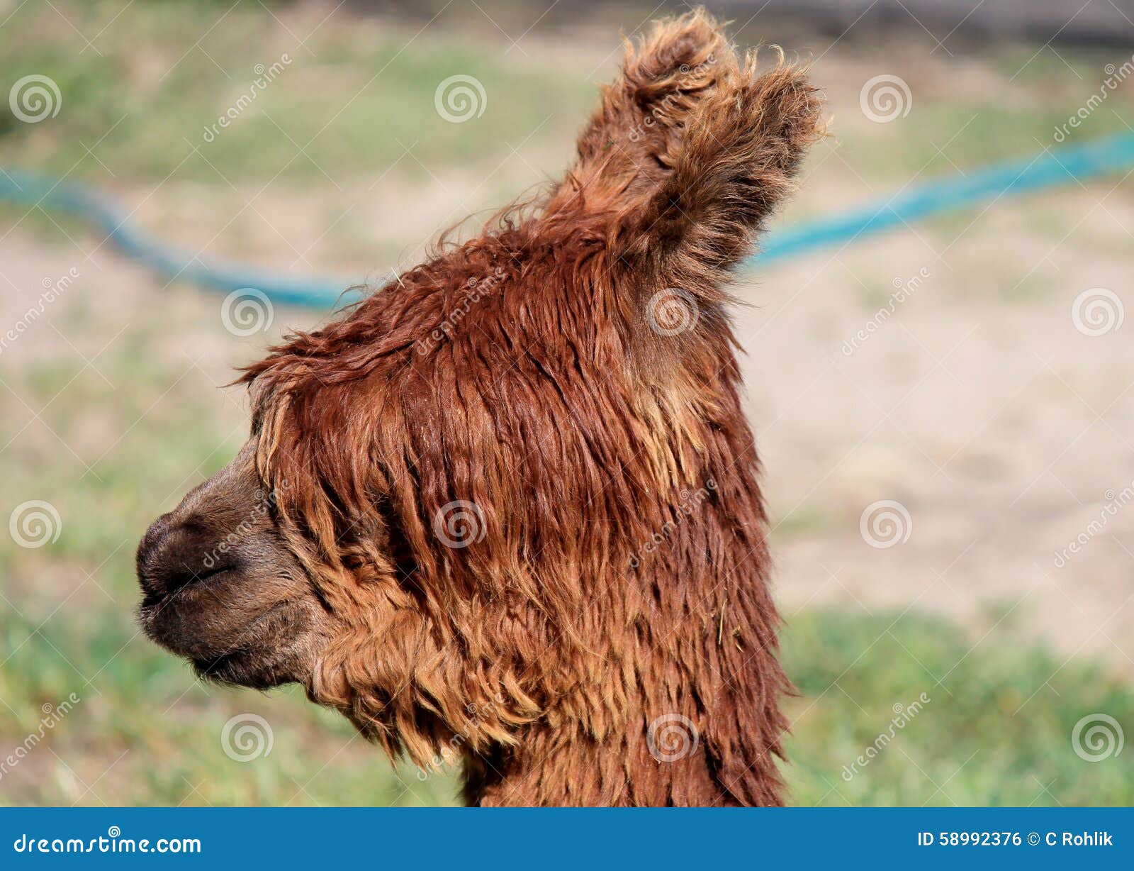 Female Alpaca stock photo. Image of profile, agriculture - 58992376