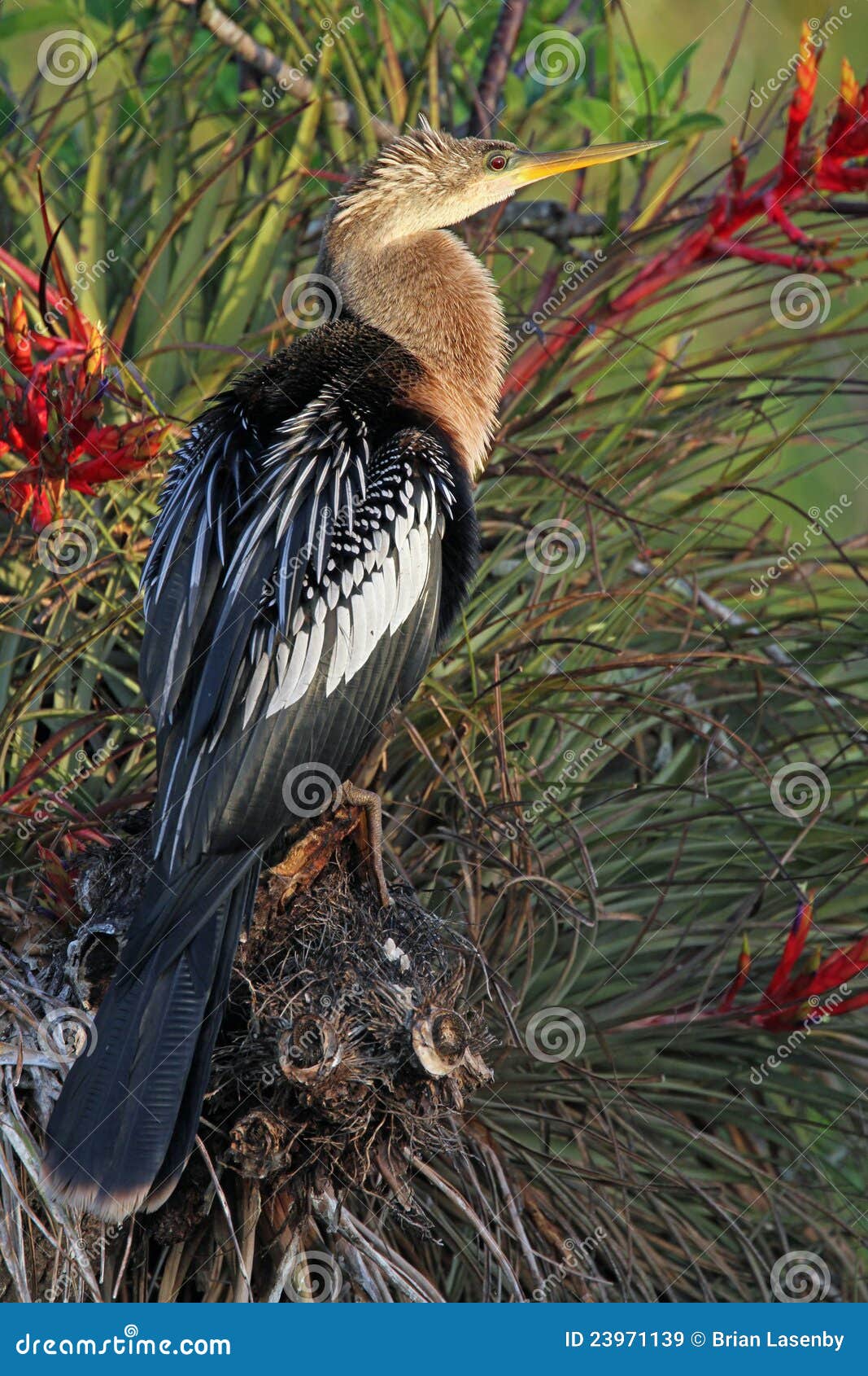 Female American Anhinga stock image. Image of united - 23971139