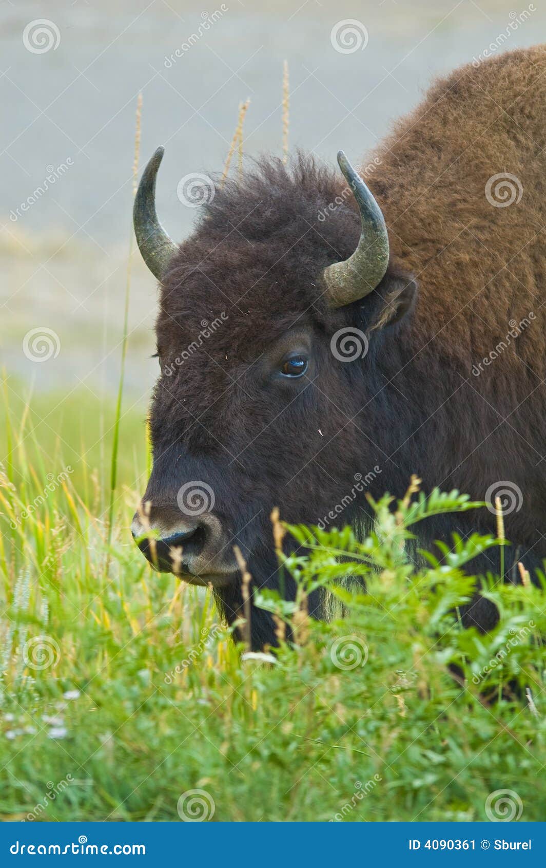 Female American Bison stock image. Image of plain, buffalo - 4090361