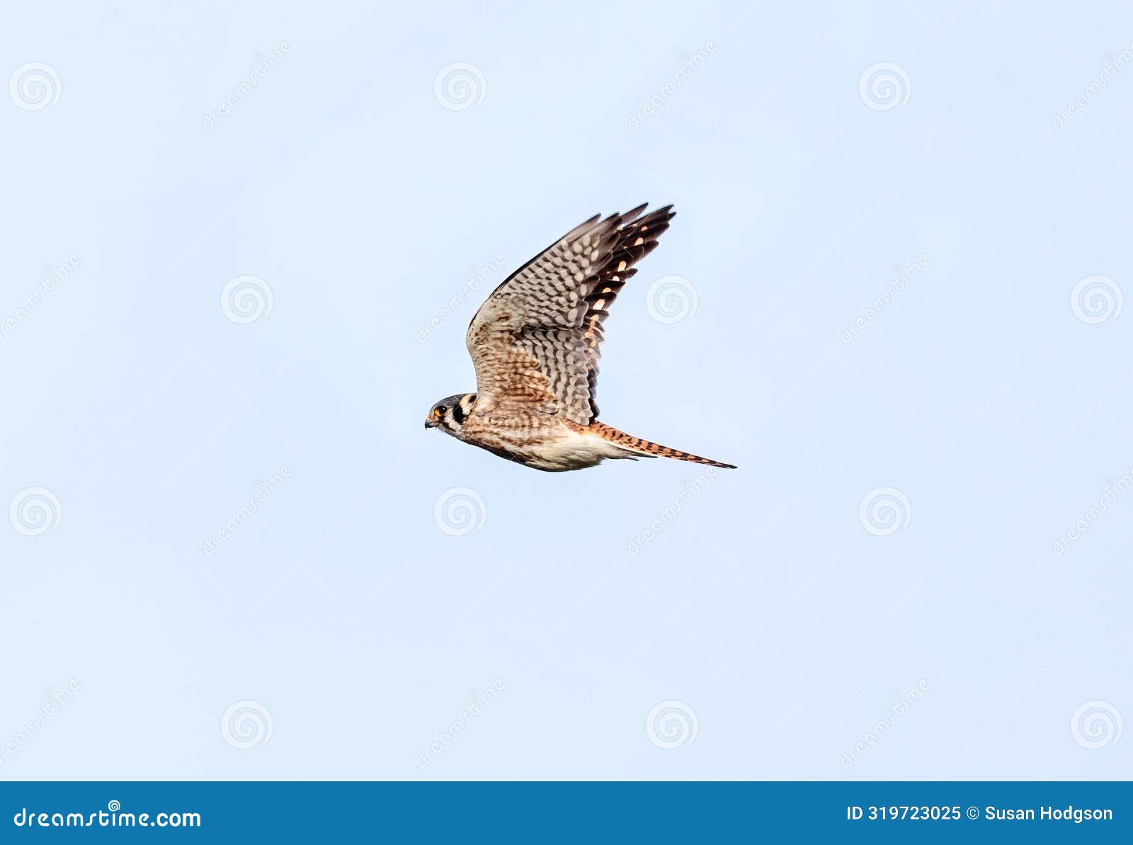 A Female American Kestrel in Speedy Flight Stock Image - Image of ...