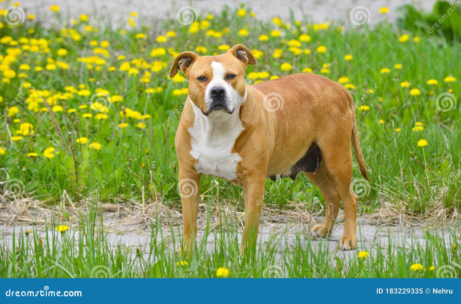 Female Amstaff Looking at Camera Stock Image - Image of spring ...