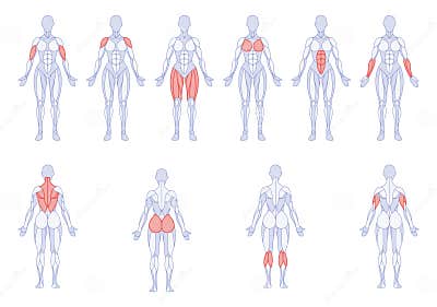 Female Anatomy with Training Body Parts Figure Standing Front and Back ...