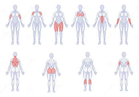 Female Anatomy with Training Body Parts Figure Standing Front and Back ...